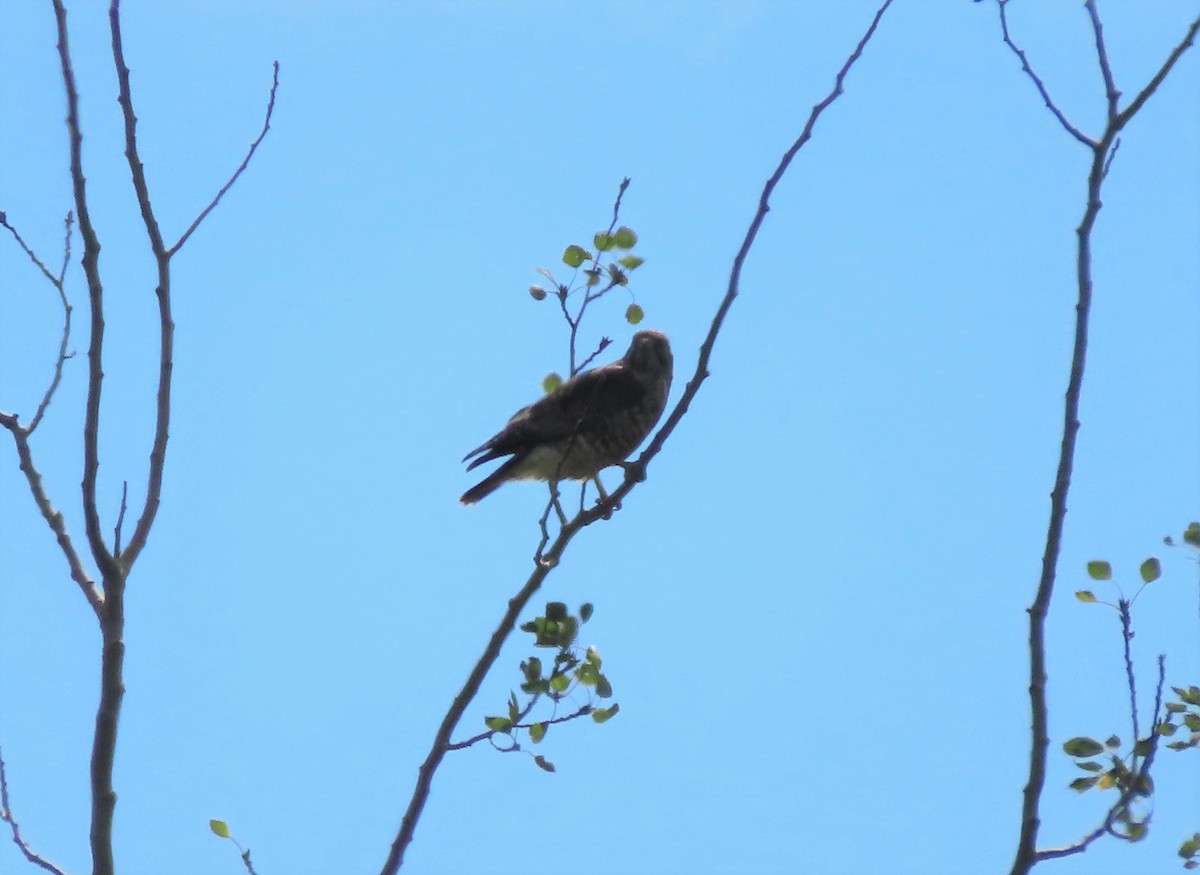 eBird Québec Checklist - 16 Sep 2022 - Parc riverain de la Boyer - 16 ...