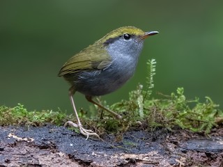 Gray-bellied Tesia - Tesia cyaniventer - Birds of the World