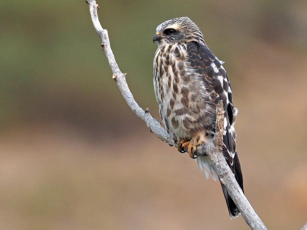 Mississippi Kite - Ictinia mississippiensis - Birds of the World