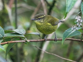 Negros Leaf Warbler - Phylloscopus nigrorum - Birds of the World