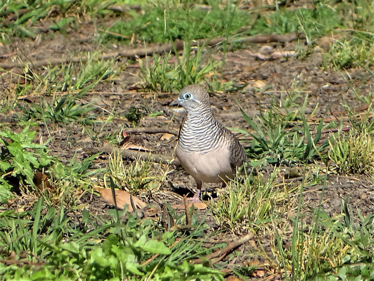 eBird Checklist - 17 Sep 2022 - Richmond Lowlands - 67 species (+1 ...