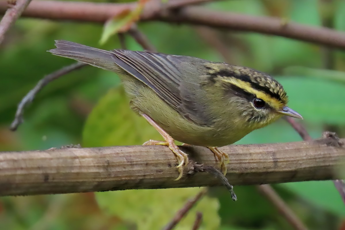 eBird Checklist - 22 Apr 2022 - Eaglenest WLS & Surroundings--Lama Camp ...