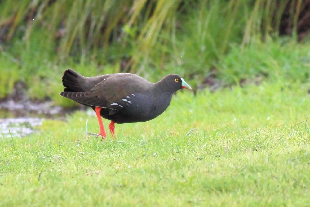 eBird Checklist - 15 Sep 2022 - Lake Centenary, Temora - 22 species