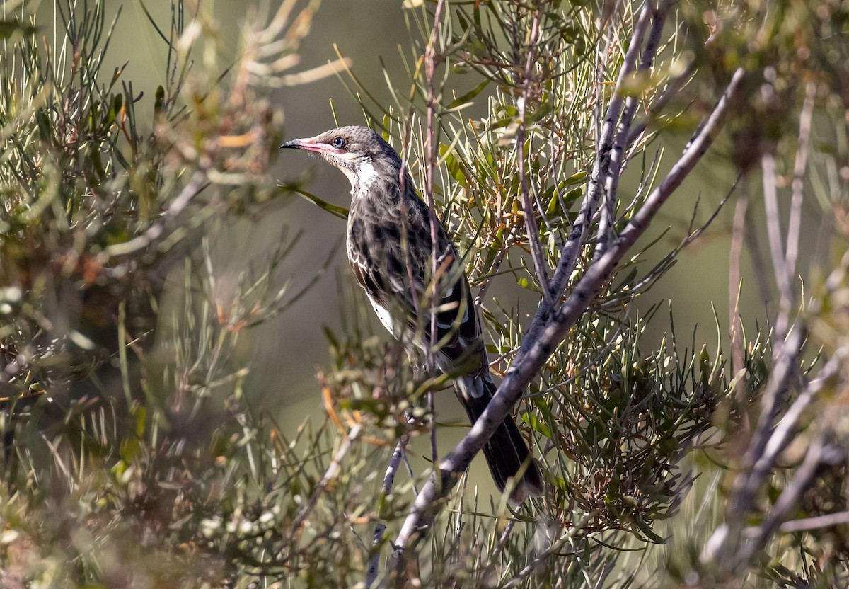 eBird Australia Checklist - 21 Aug 2022 - Living Desert Reserve - 8 species