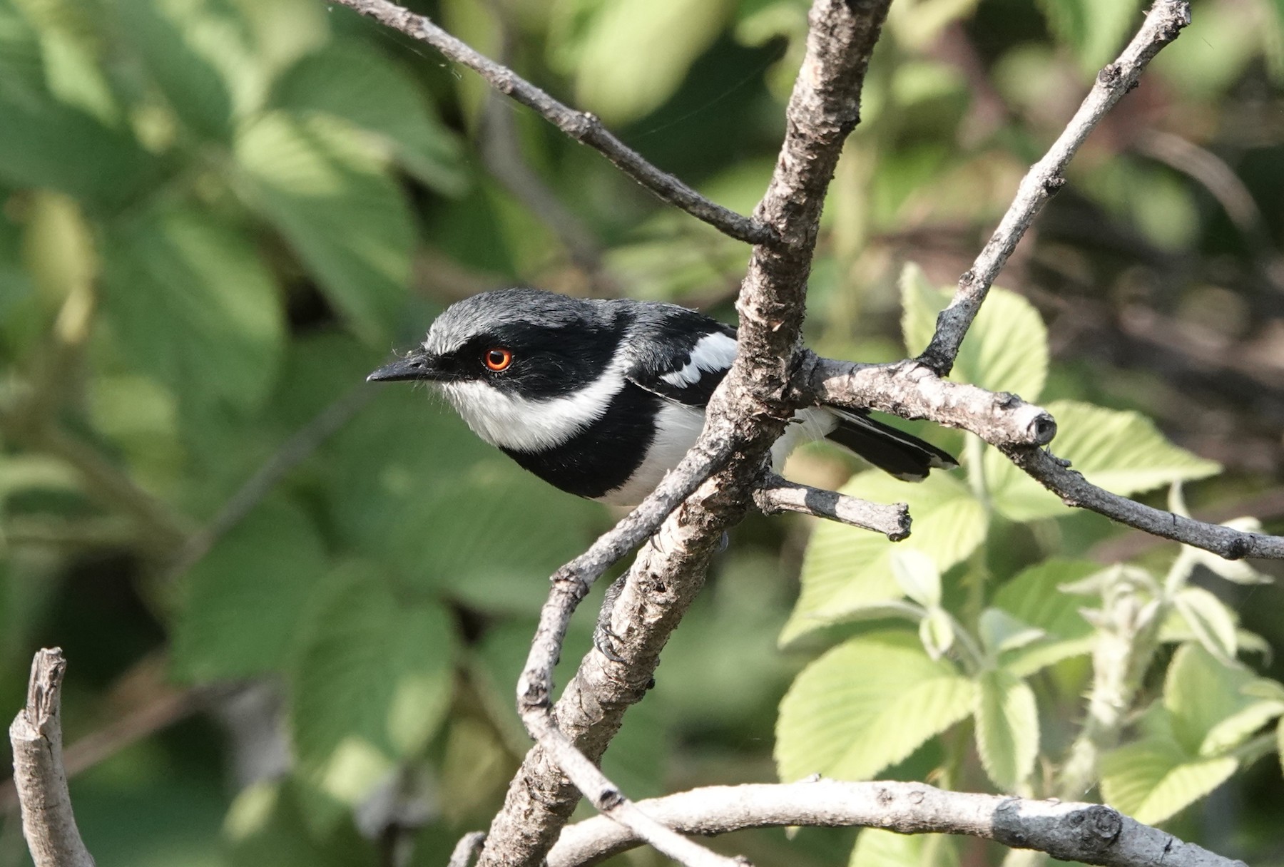 Boulton's Batis (Angolan) - eBird
