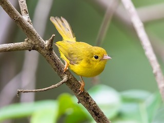 Yellow Flycatcher - Erythrocercus holochlorus - Birds of the World