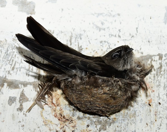 Swiftlet Nest