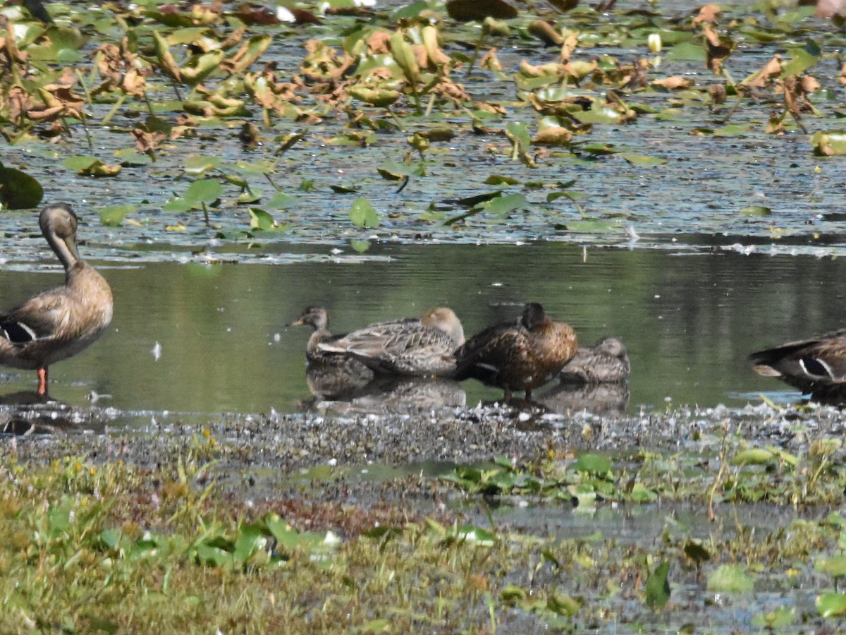 Mass Audubon eBird Checklist - 17 Sep 2022 - Duxbury Bogs Conservation ...