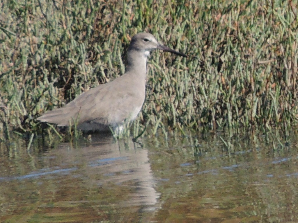 eBird Checklist - 15 Sep 2022 - Meeker Slough, Richmond - 25 species