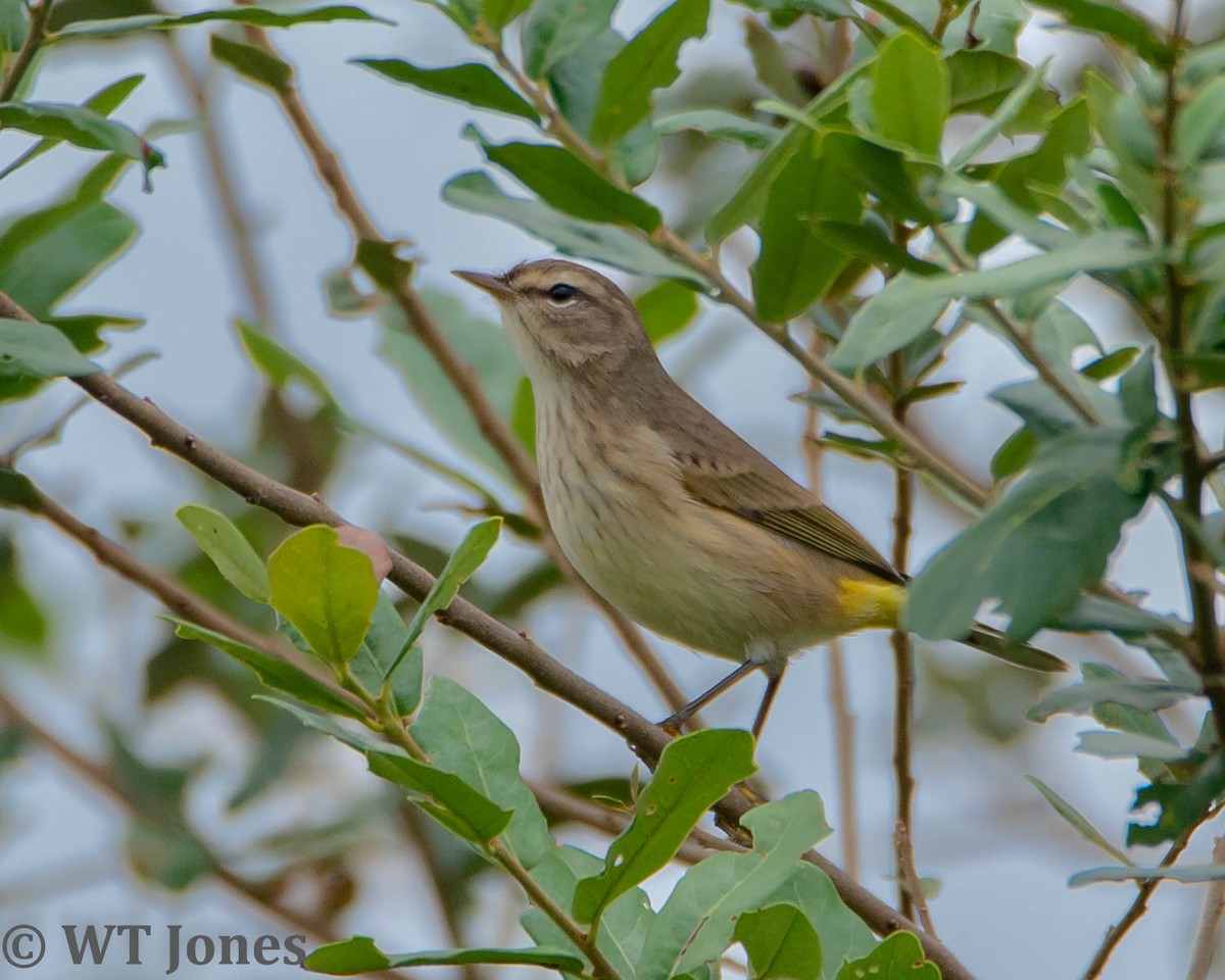 eBird Checklist - 18 Sep 2022 - Tenoroc Fish Management Area - 36 species