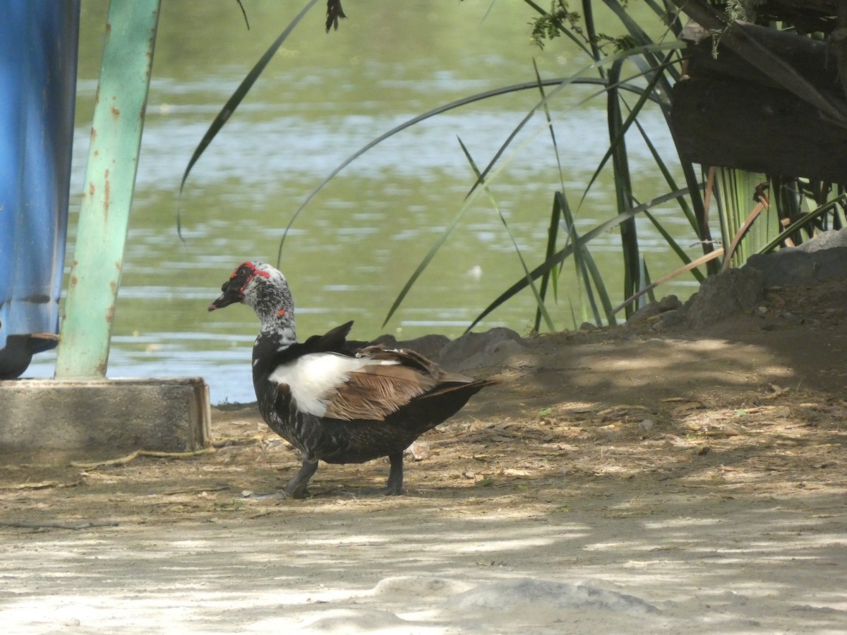 eBird Checklist - 10 Sep 2022 - Bubali Bird Sanctuary - 18 species (+1 ...