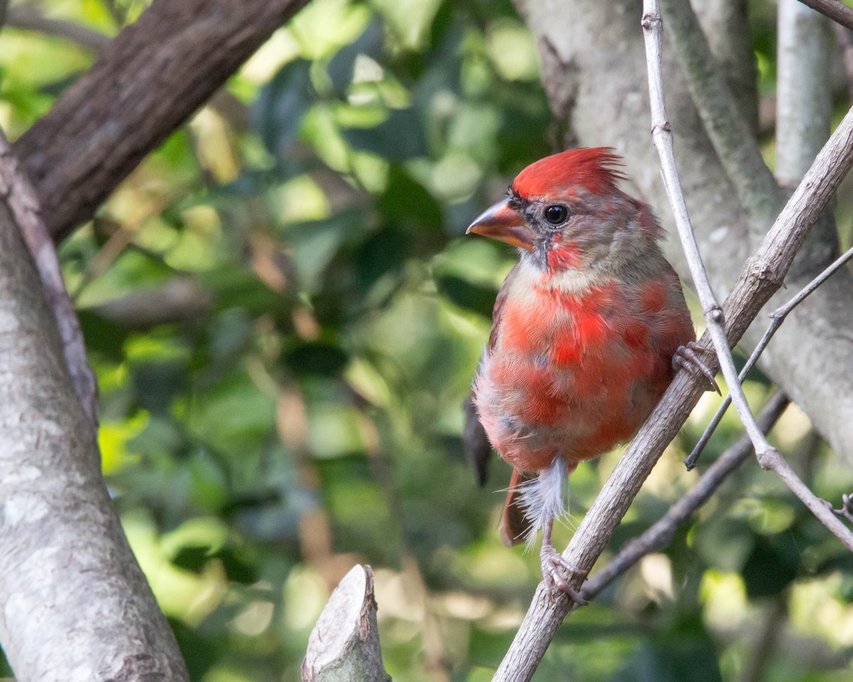 ML485254151 - Scaly-breasted Munia - Macaulay Library