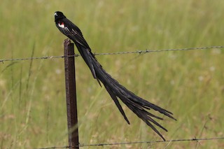 Long-tailed Widowbird - Euplectes progne - Birds of the World