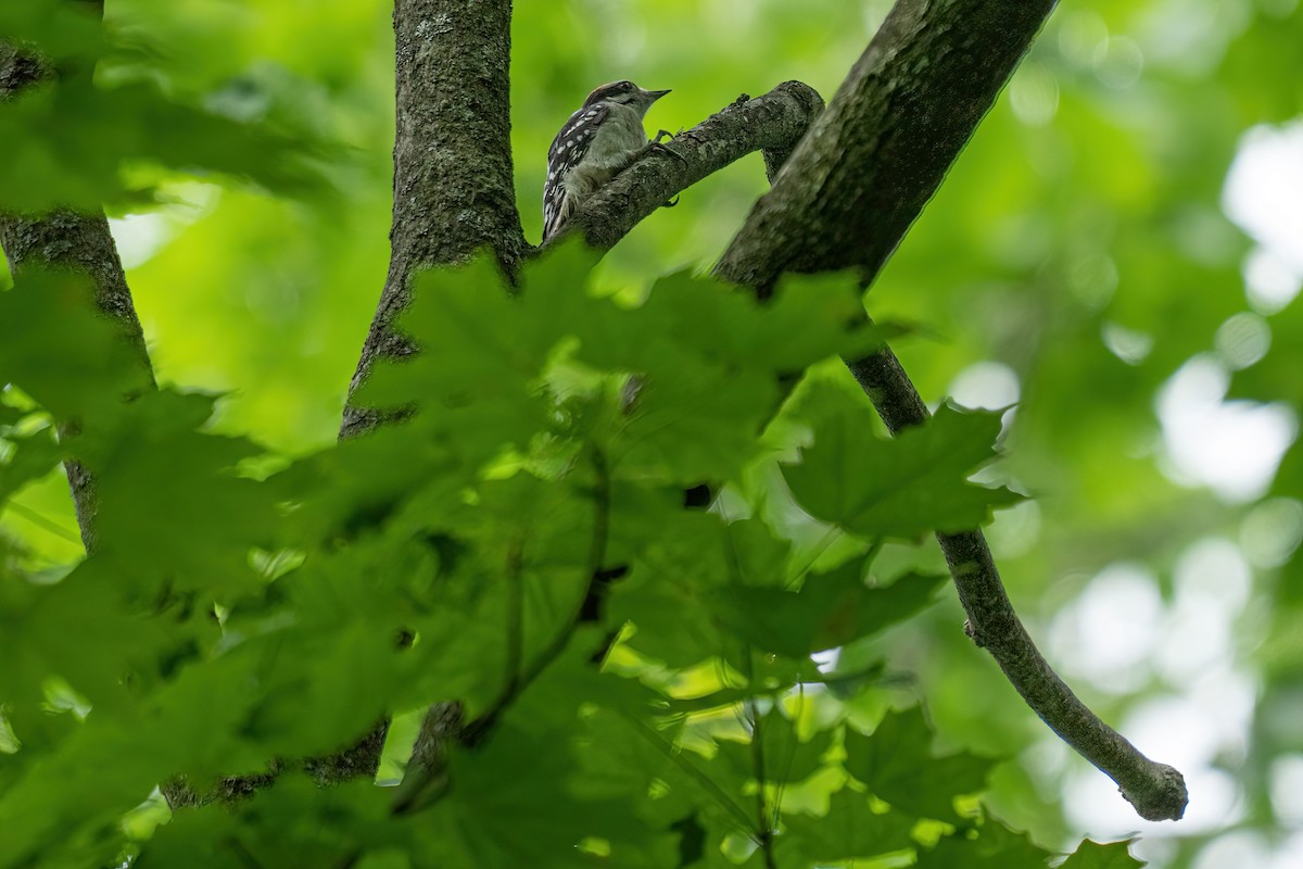 eBird Checklist - 13 Jun 2022 - Sycamore Park - 2 species