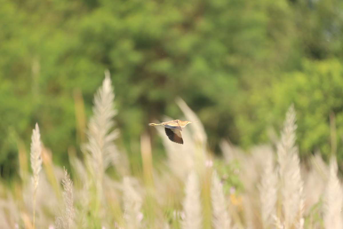 eBird Checklist - 18 Sep 2022 - Jourian Outskirts (Chenab River) - 42 ...