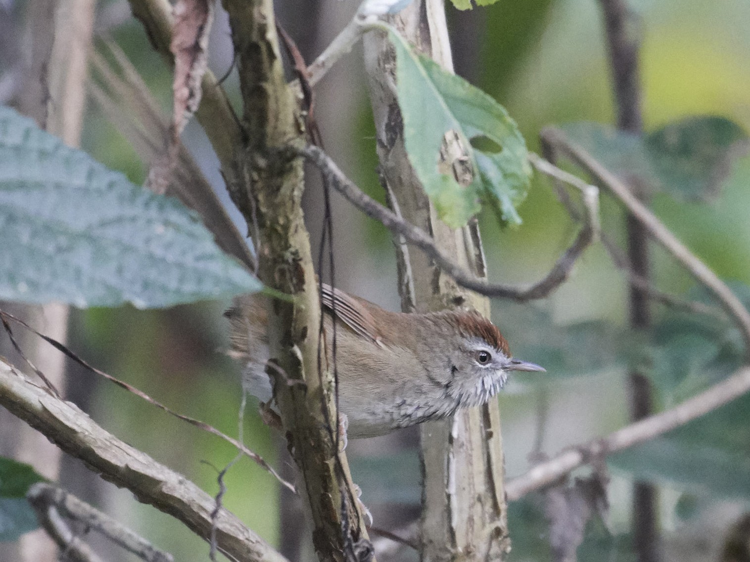 Black-throated Prinia (Rufous-crowned) - eBird