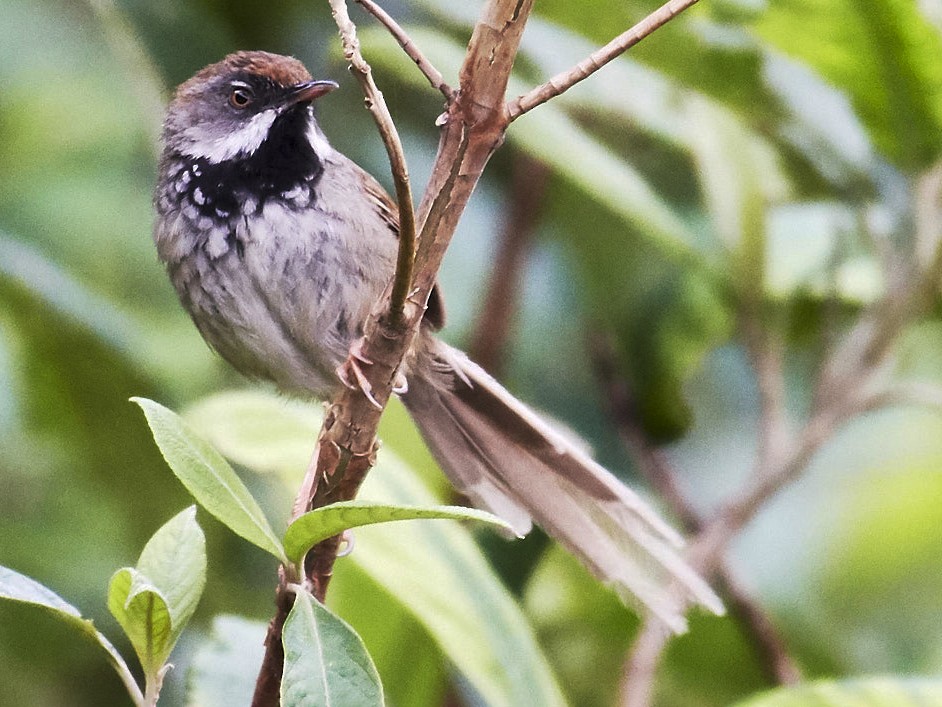 Rufous-crowned Prinia - eBird