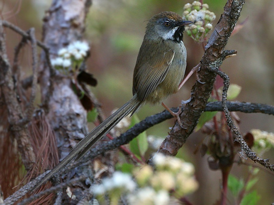 Rufous-crowned Prinia - eBird