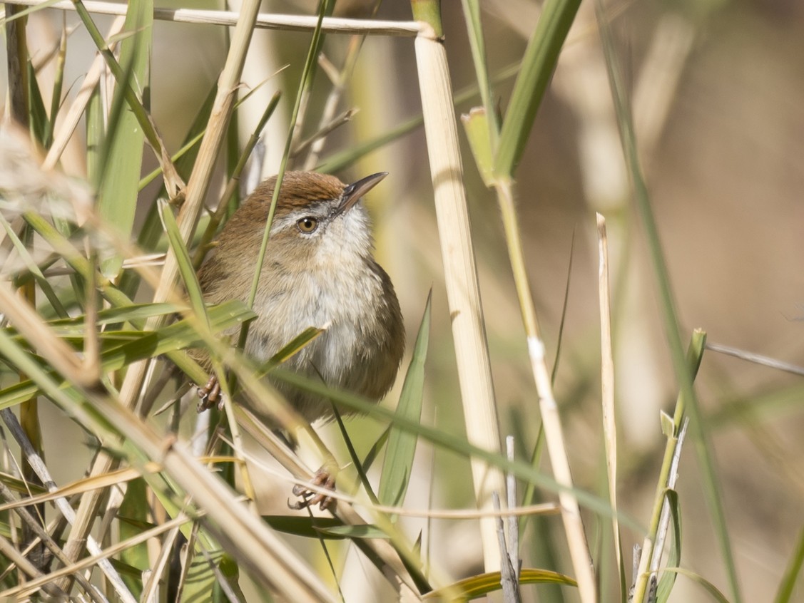 Rufous-crowned Prinia - eBird