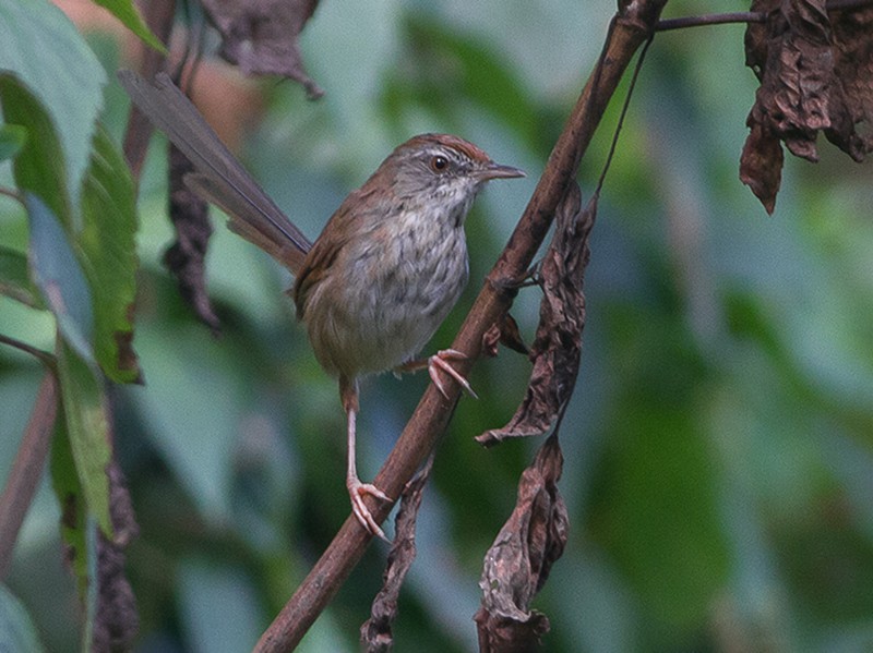 Black-throated Prinia (Rufous-crowned) - eBird