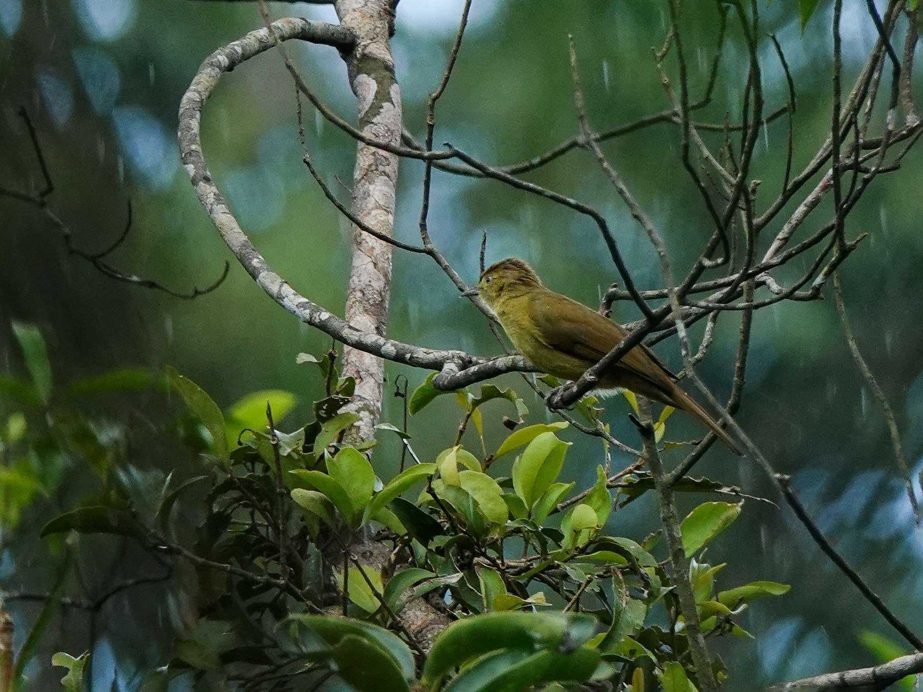 Cachar Bulbul - eBird