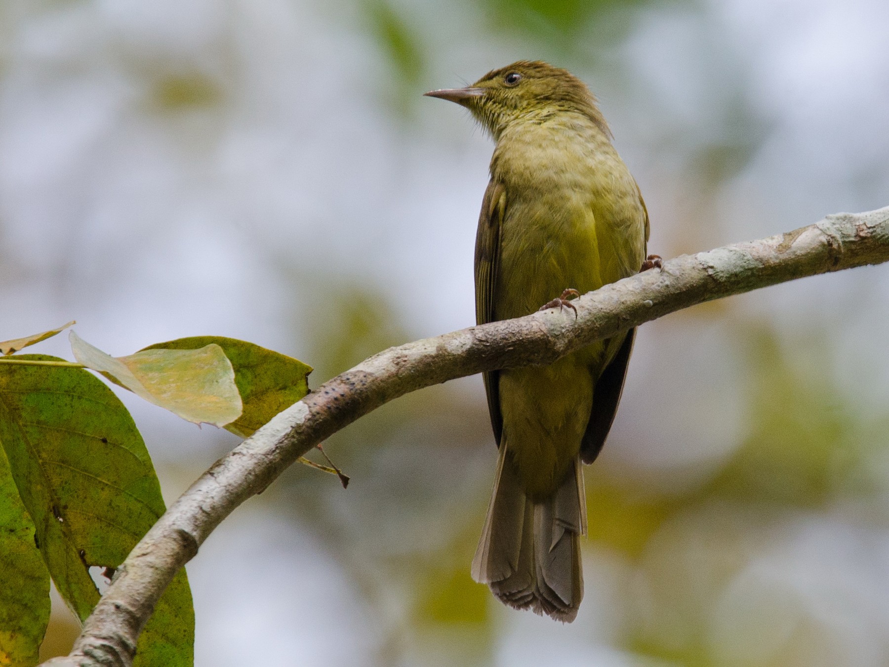 Bulbul de Cachar - eBird