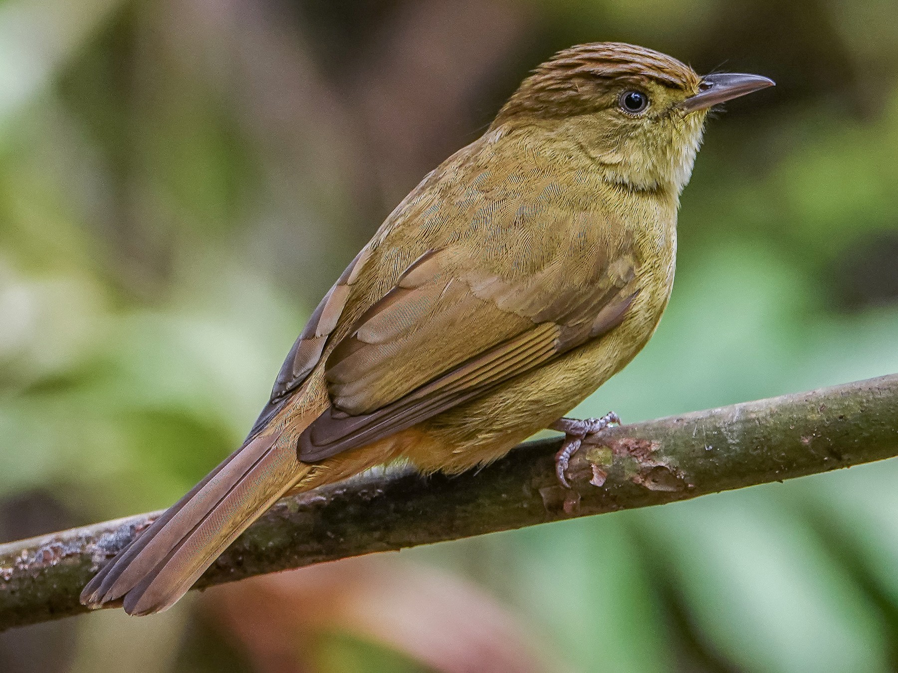 Bulbul de Cachar - eBird