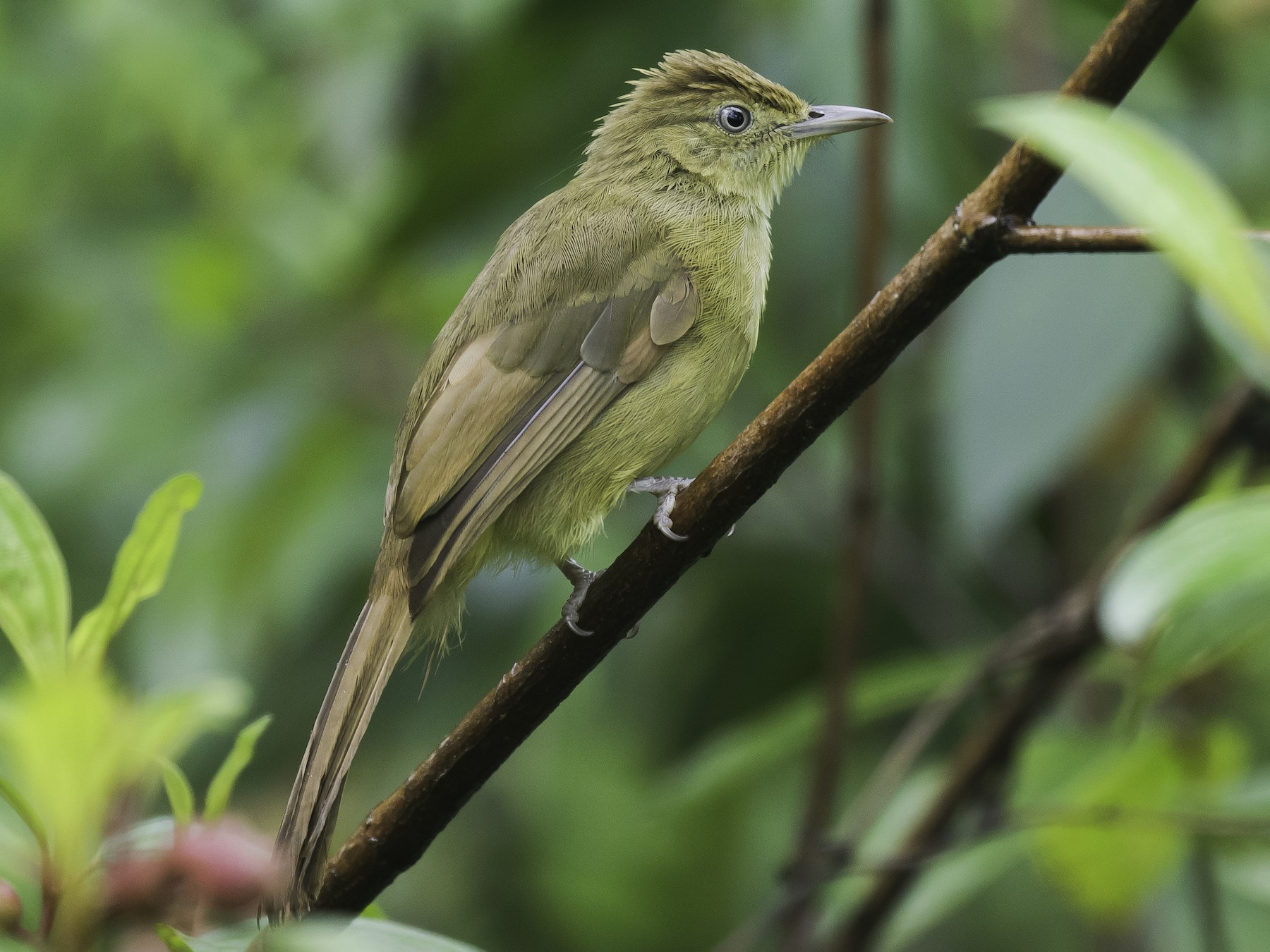 Cachar Bulbul - eBird