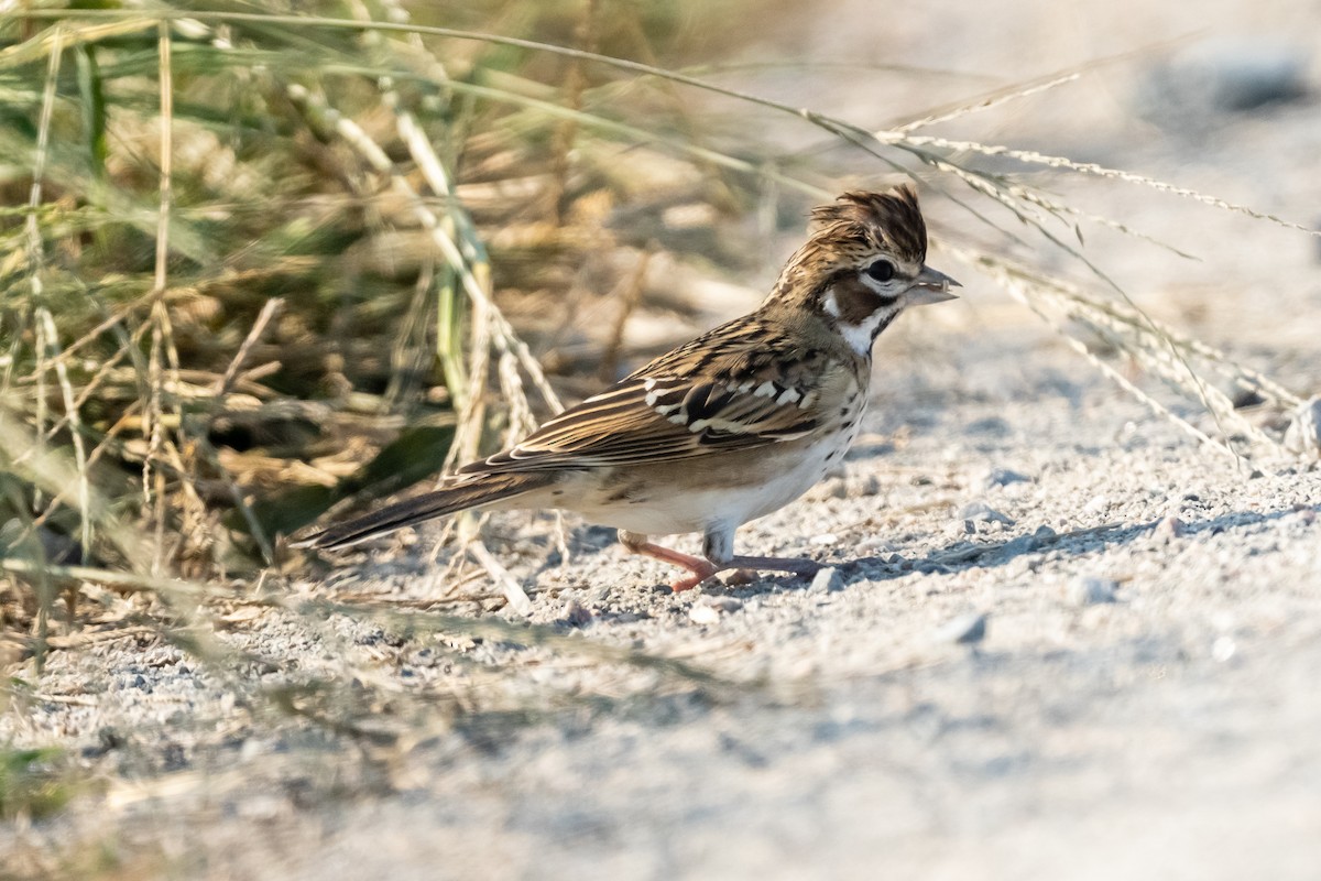 eBird Checklist - 18 Sep 2022 - **Back Bay NWR - 35 species