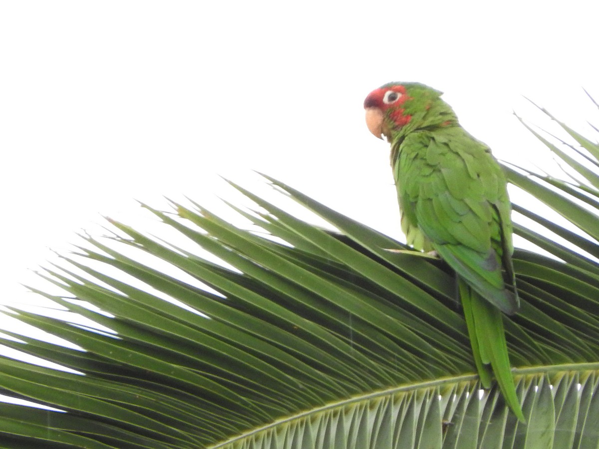 Mass Audubon eBird Checklist - 10 Sep 2022 - 1st Street, Long Beach - 6 ...