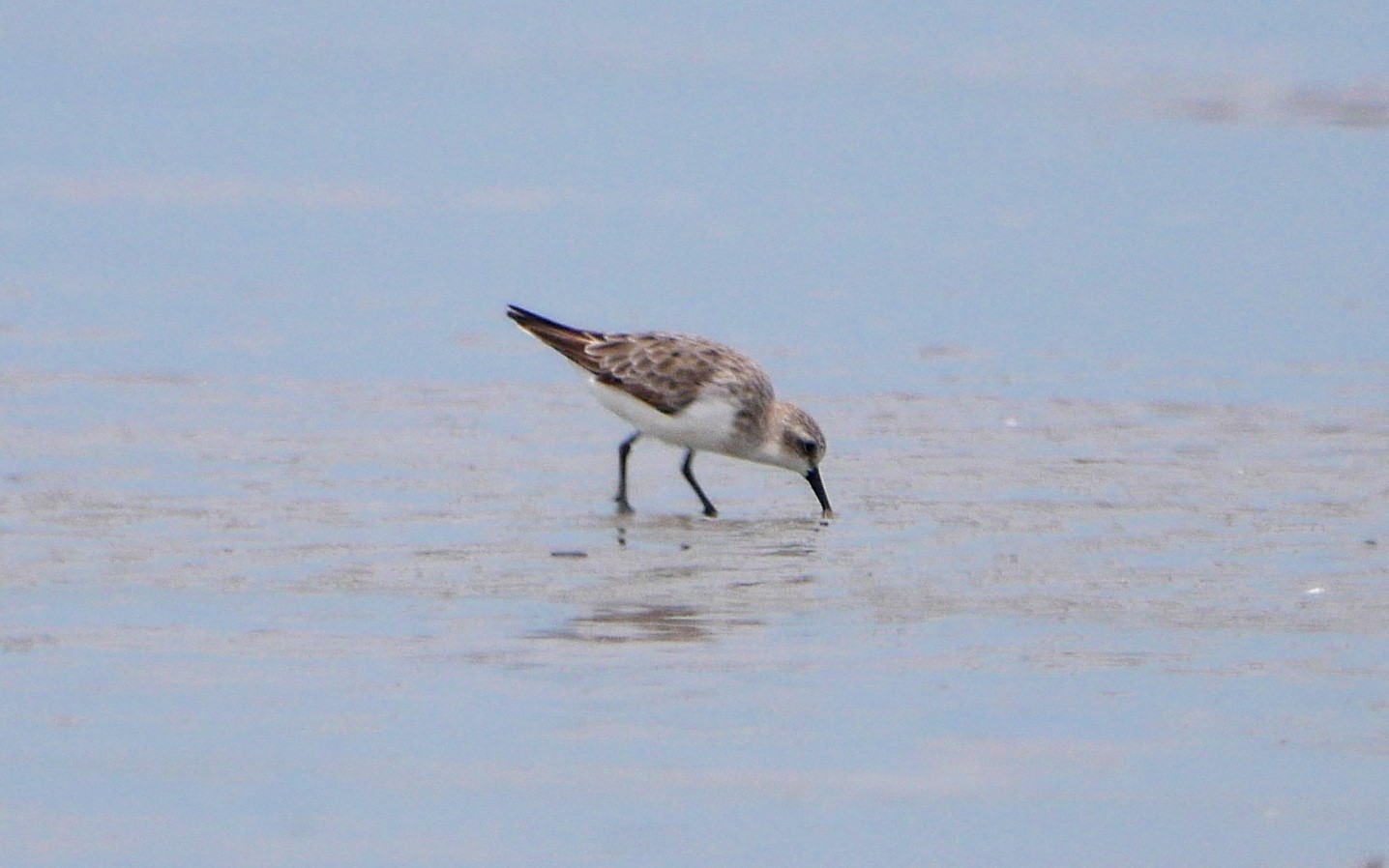 Red-necked/Little Stint - eBird