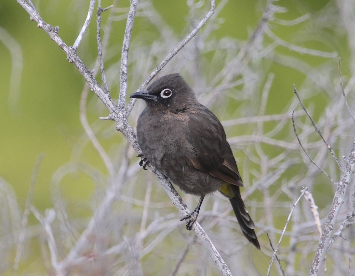 Cape Bulbul - Pycnonotus capensis - Birds of the World
