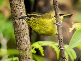 Negros Leaf Warbler - eBird