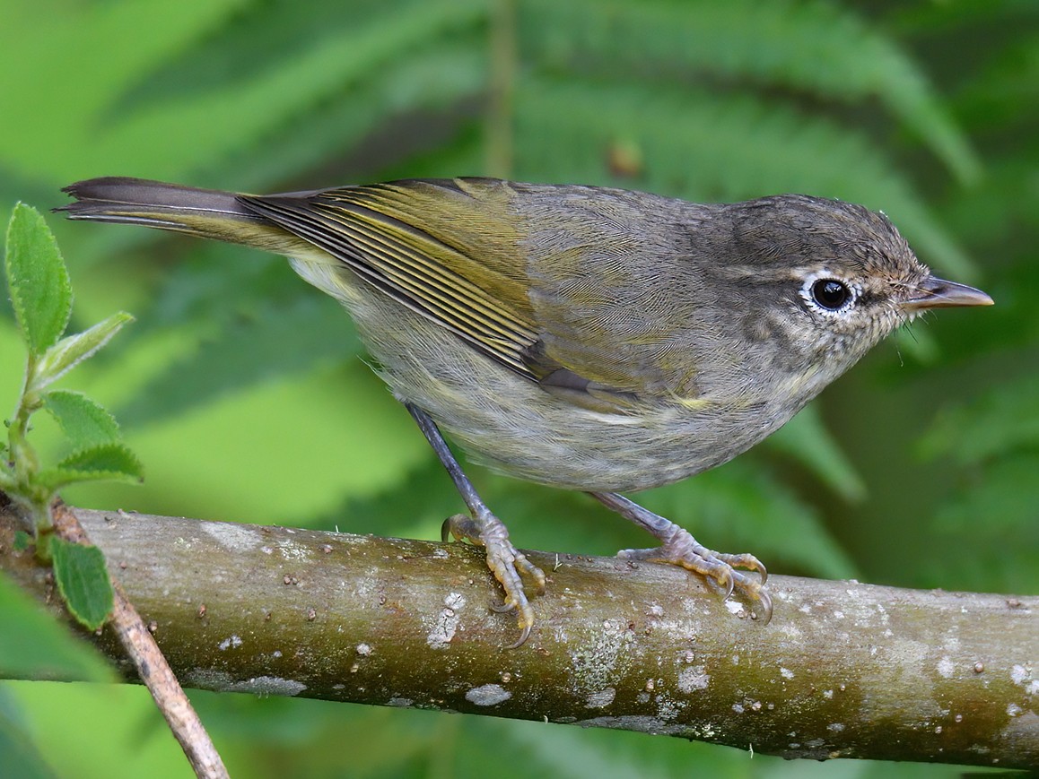 Mosquitero Tribandeado (grupo nigrorum) - eBird