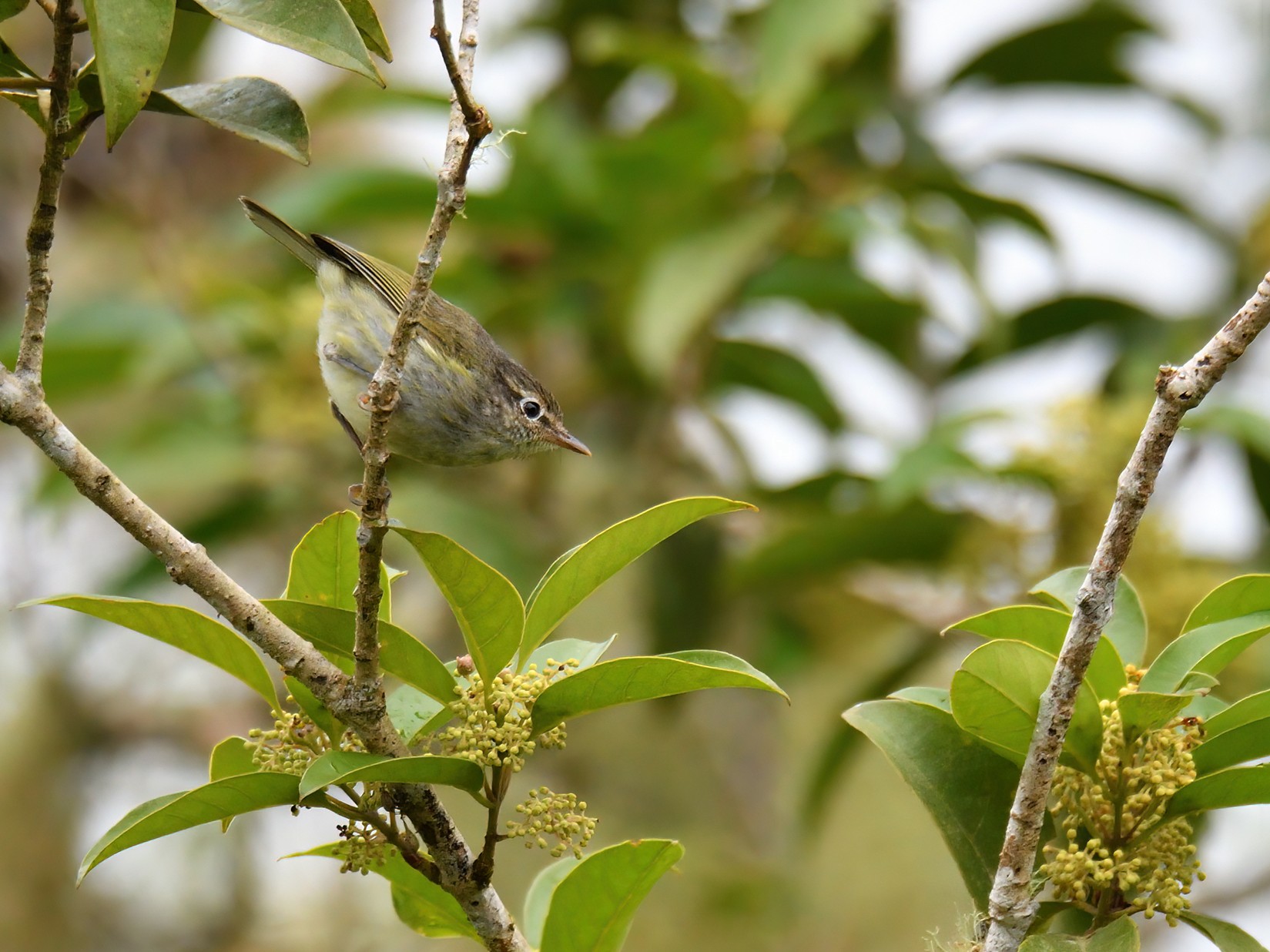 Mountain Leaf Warbler (Philippines) - eBird