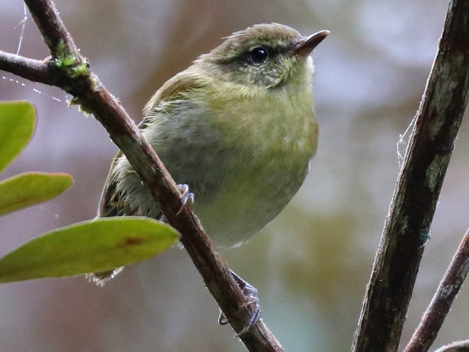 Sulawesi Leaf Warbler - eBird