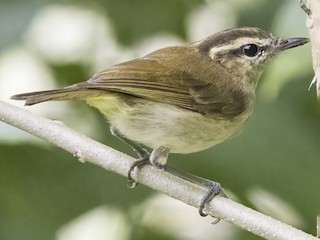 Lompobattang Leaf Warbler - eBird