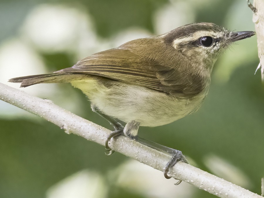 Lompobattang Leaf Warbler - eBird