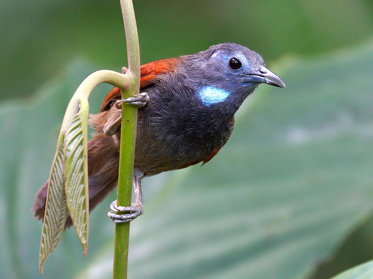 Gray-hooded Babbler - eBird