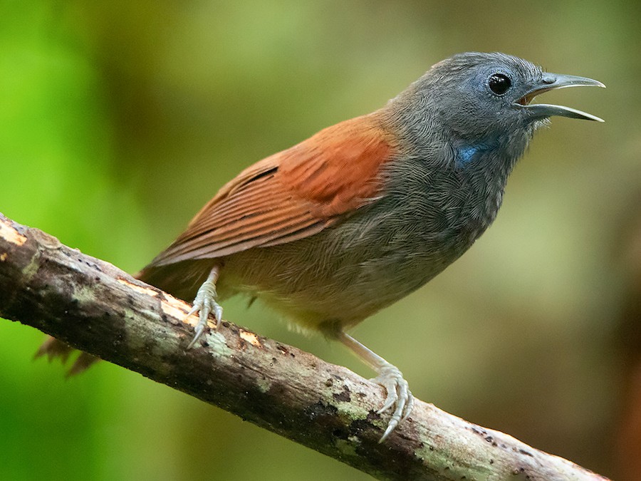 Gray-hooded Babbler - eBird