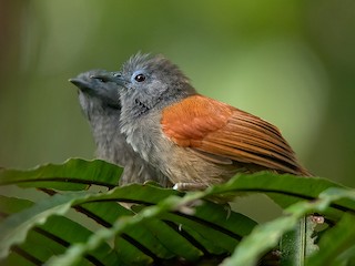 Gray-hooded Babbler - eBird