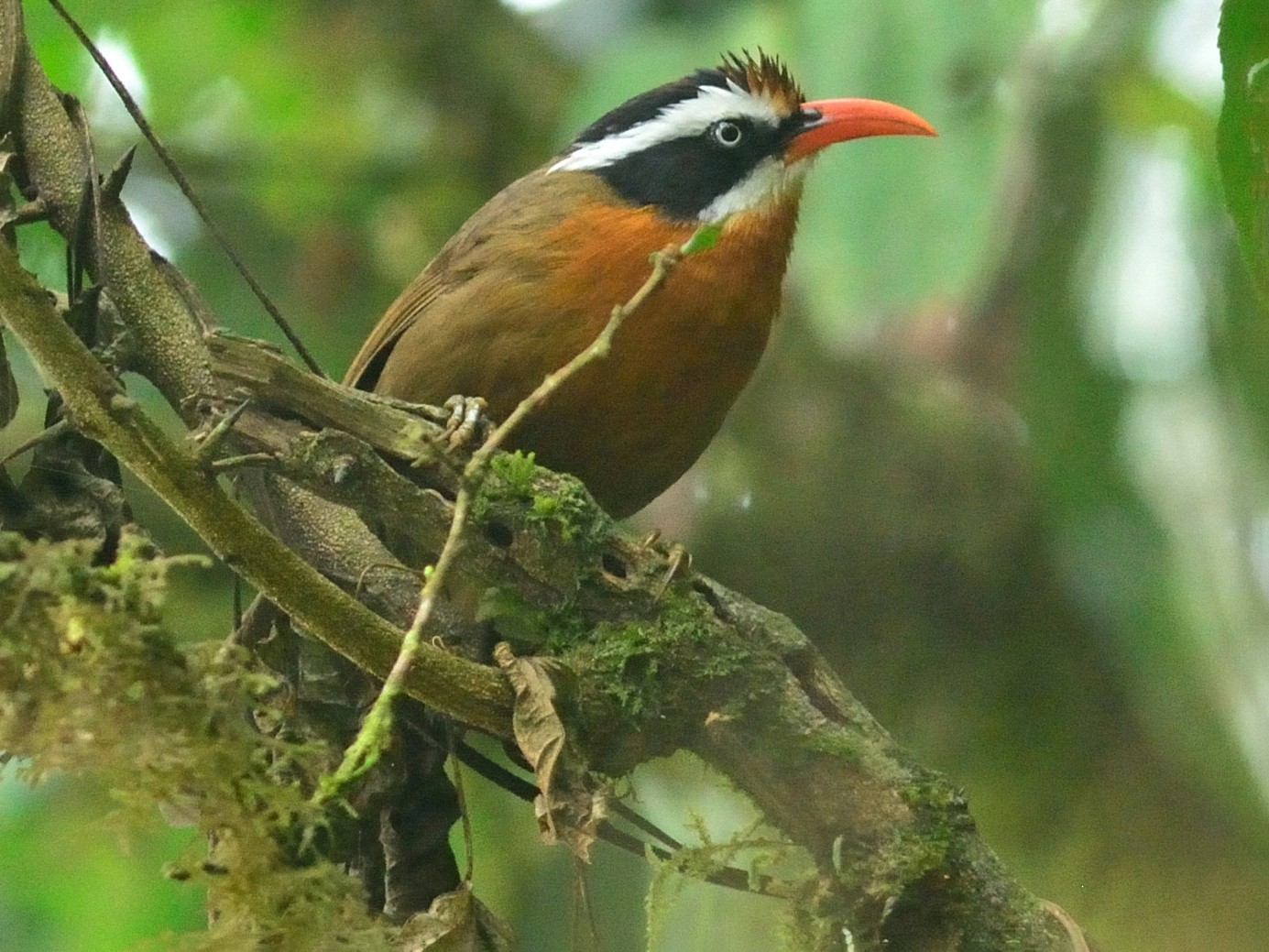 Cimitarra Coralina - eBird