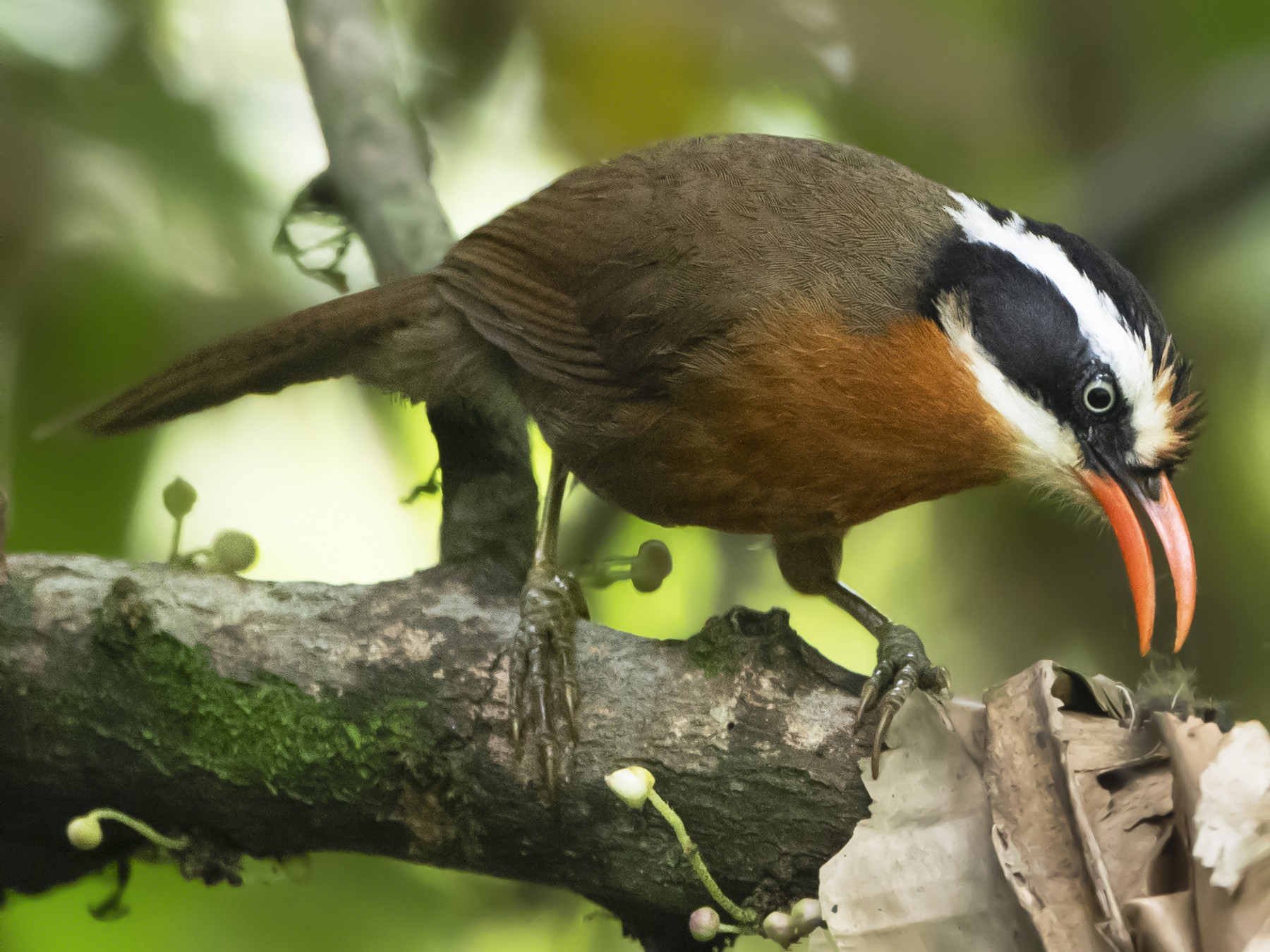 Black-crowned Scimitar Babbler - eBird