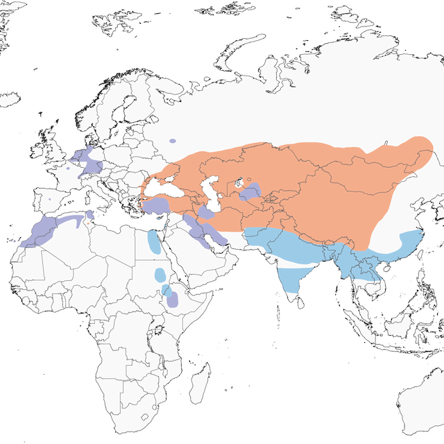 Figures - Ruddy Shelduck - Tadorna ferruginea - Birds of the World