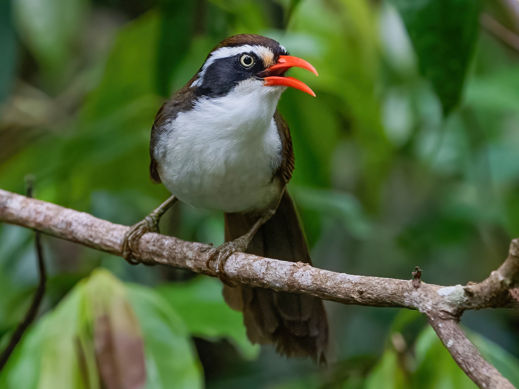 Brown-crowned Scimitar-Babbler - eBird