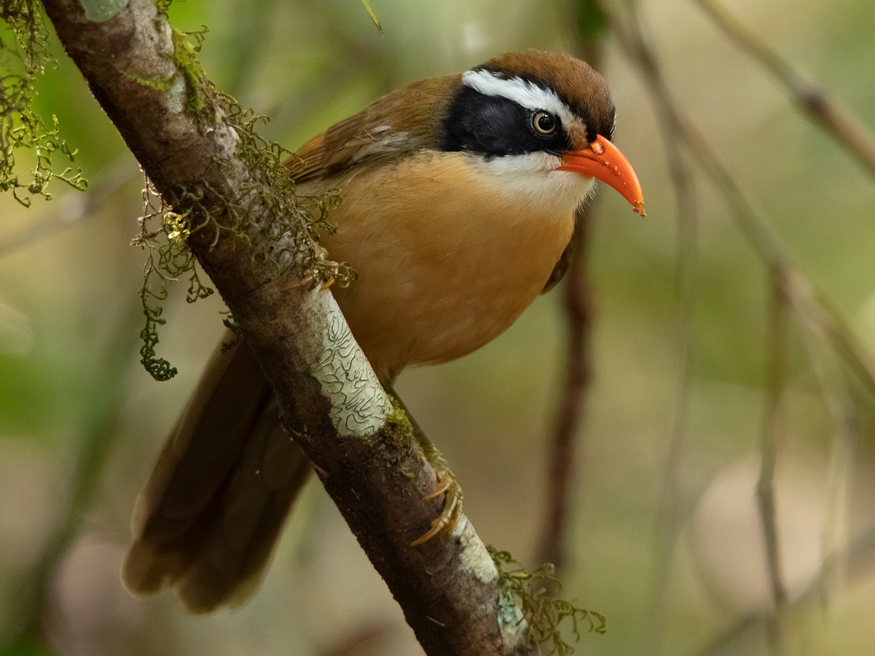 Brown-crowned Scimitar-Babbler - eBird