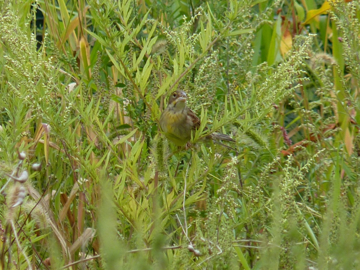 eBird Checklist - 19 Sep 2022 - Harwich Community Gardens - 19 species