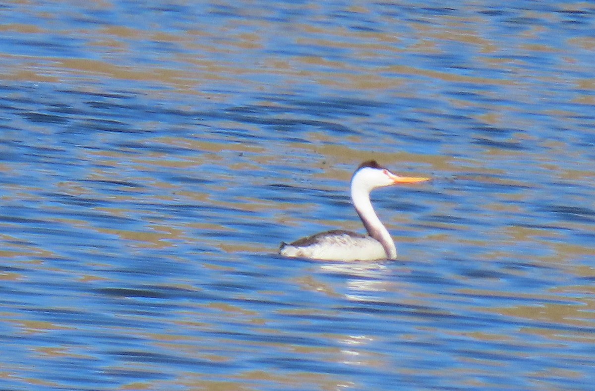 eBird Checklist - 19 Sep 2022 - Watson Lake and Riparian Preserve - 26 ...