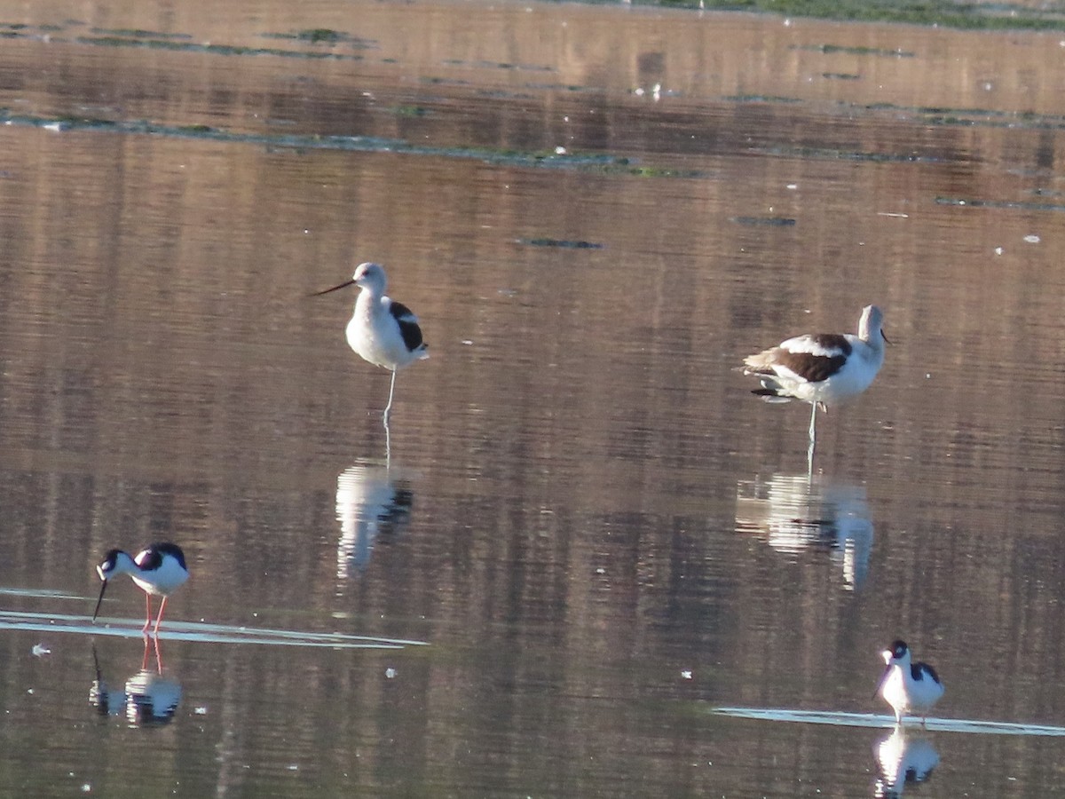 ML485637201 - American Avocet - Macaulay Library