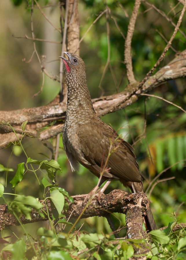 Chachalaca Moteada (remota) - eBird